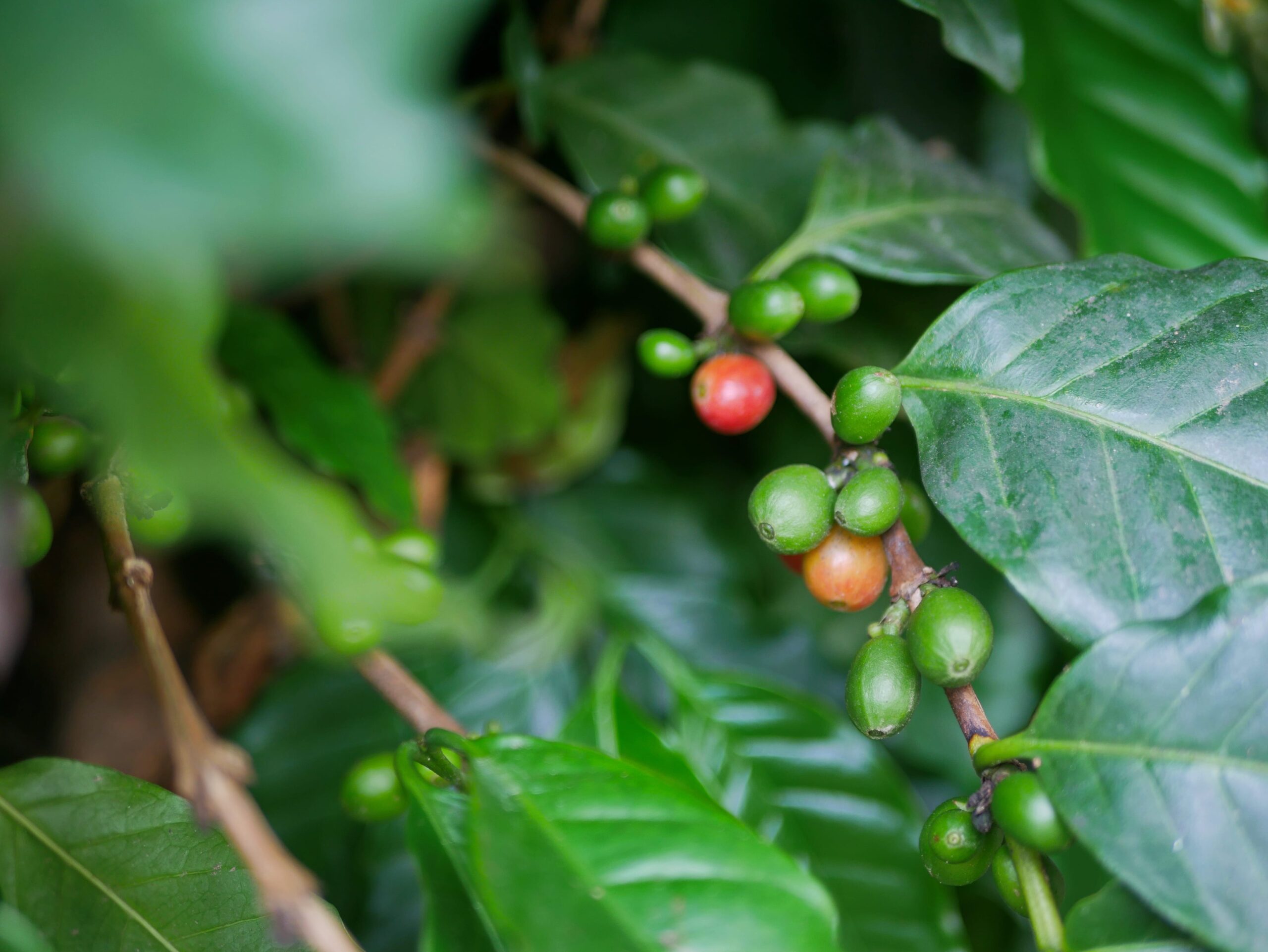 Le café bio et éthique : une tendance qui allie commerce équitable et ...